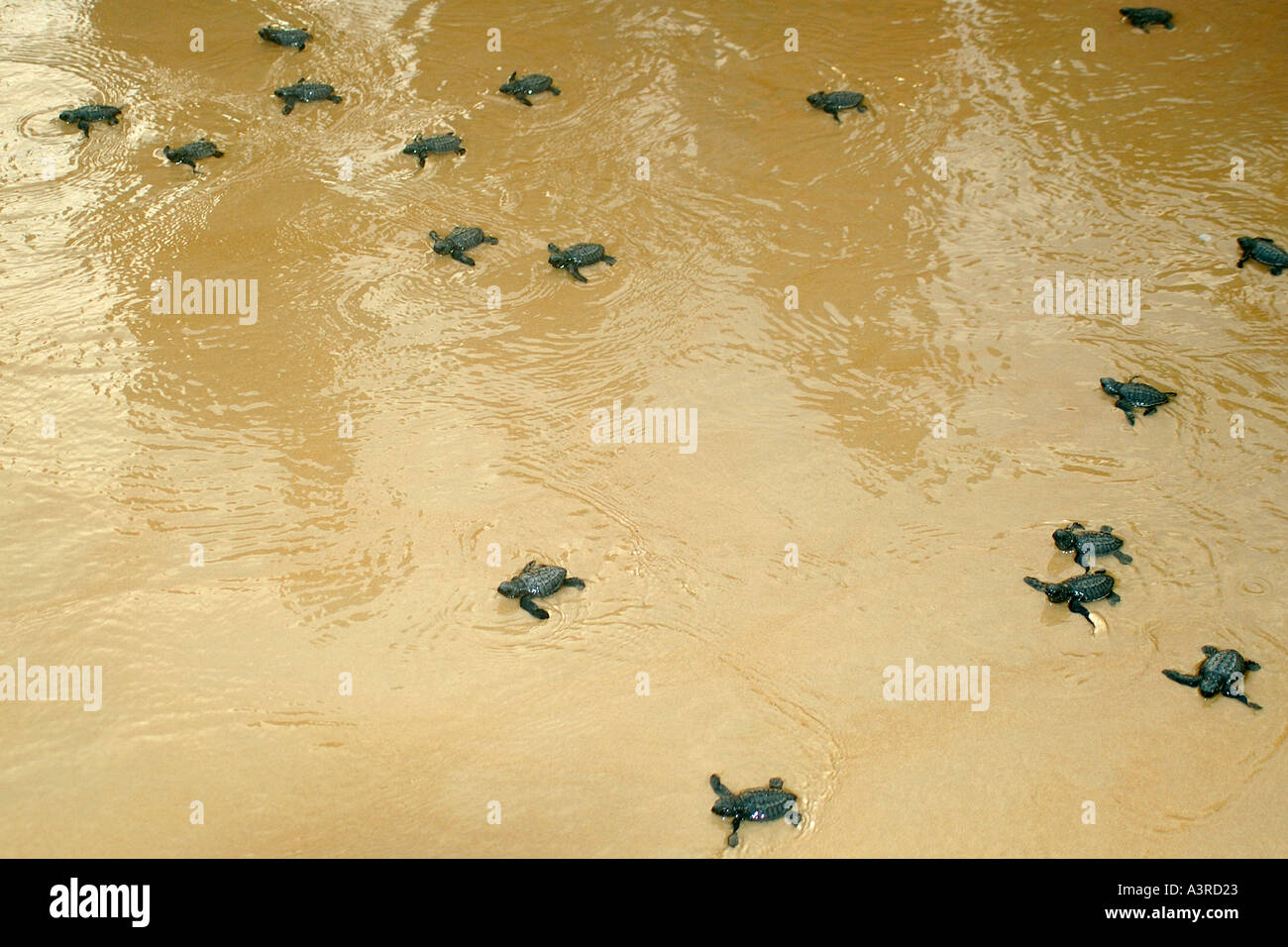 Olive ridley turtle hatchlings Lepidochelys olivacea heading towards ...
