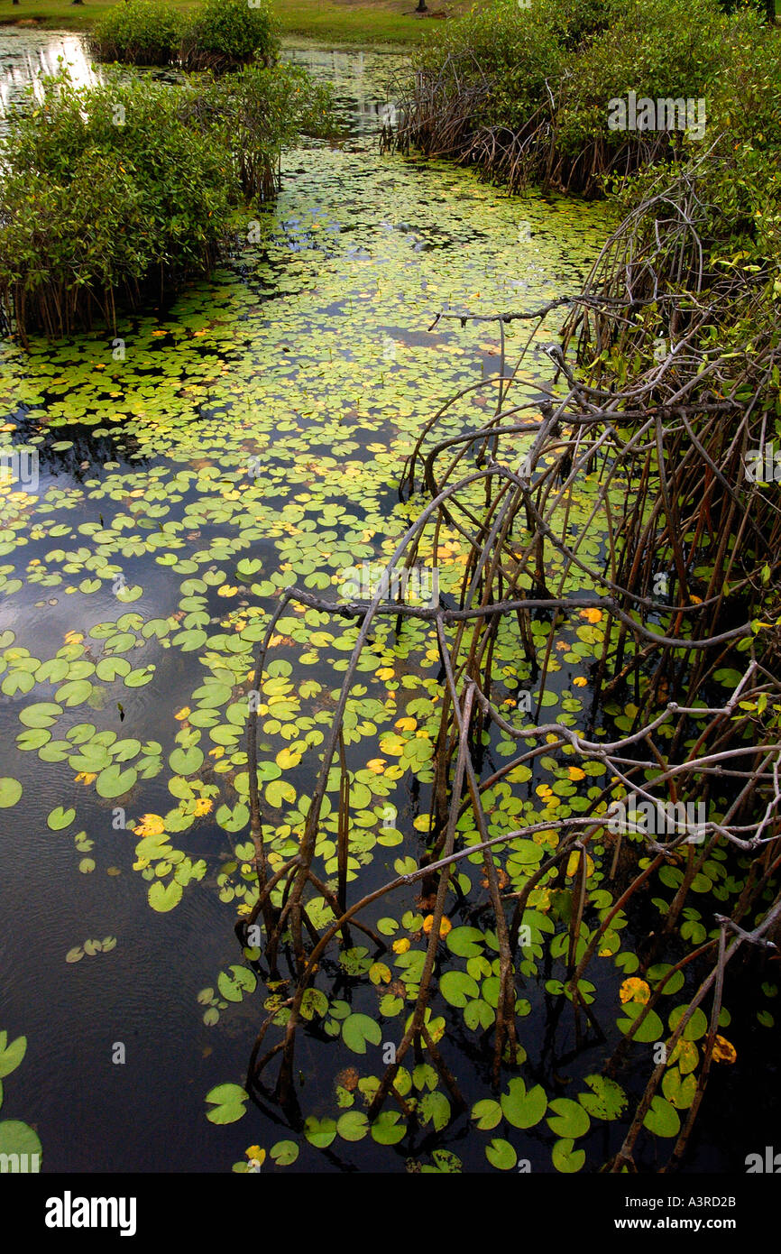 Brazilian mangrove plant hi-res stock photography and images - Alamy