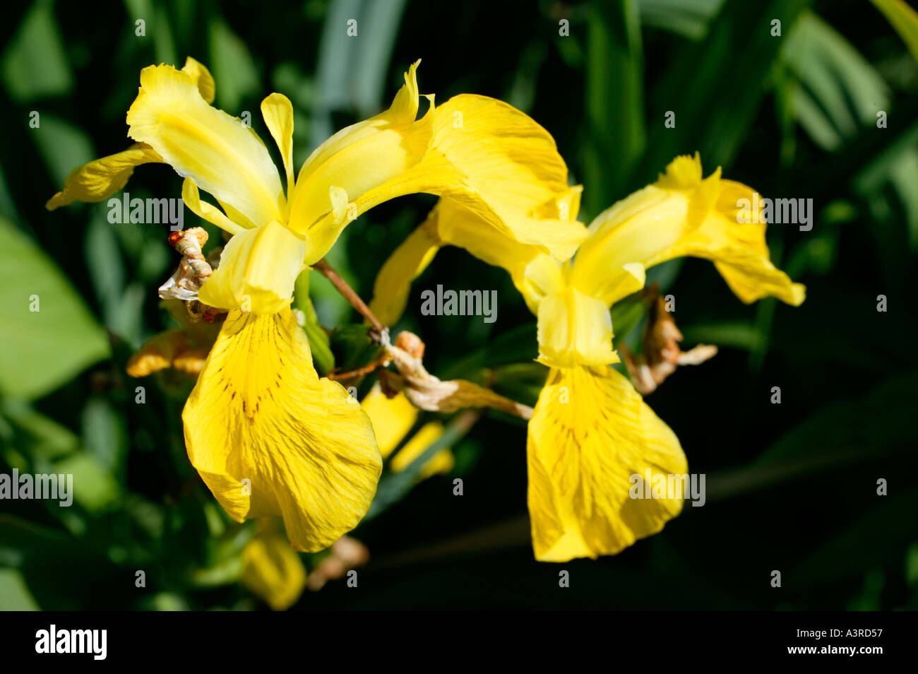 Wild irises uk hi-res stock photography and images - Alamy