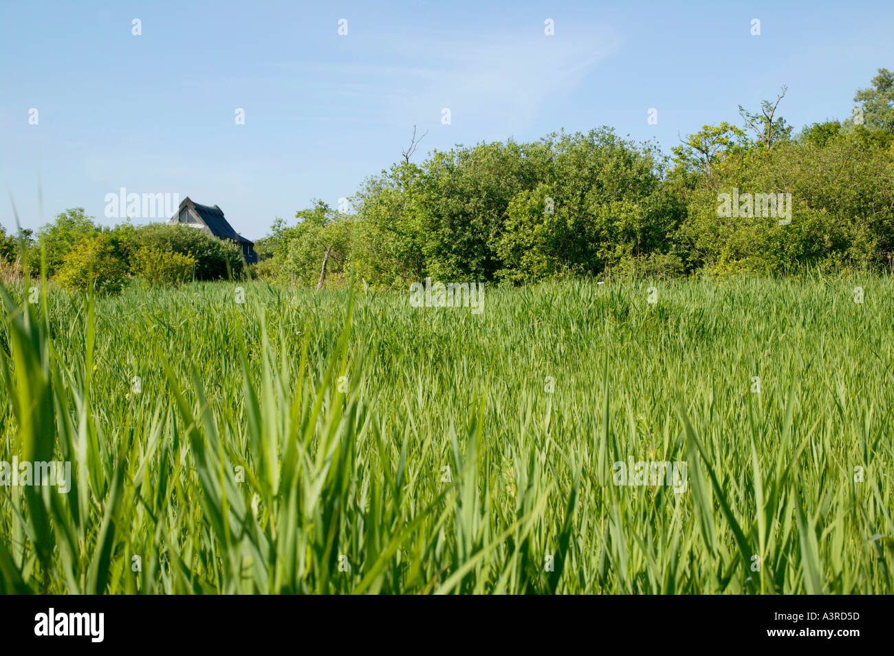Marshland Norfolk Broads England Stock Photo - Alamy