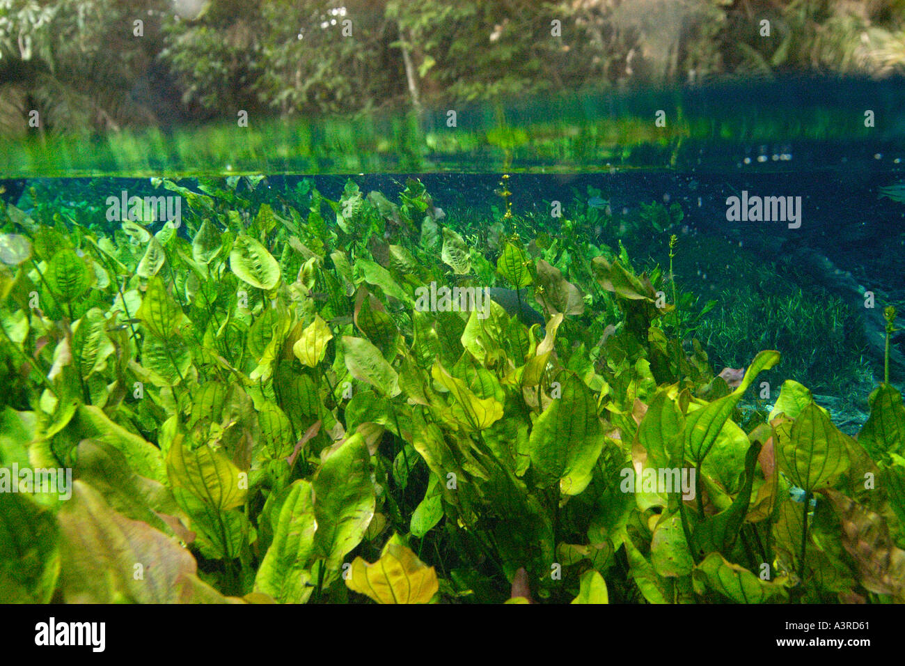Freshwater plants and river side trees in national freshwater spring ...