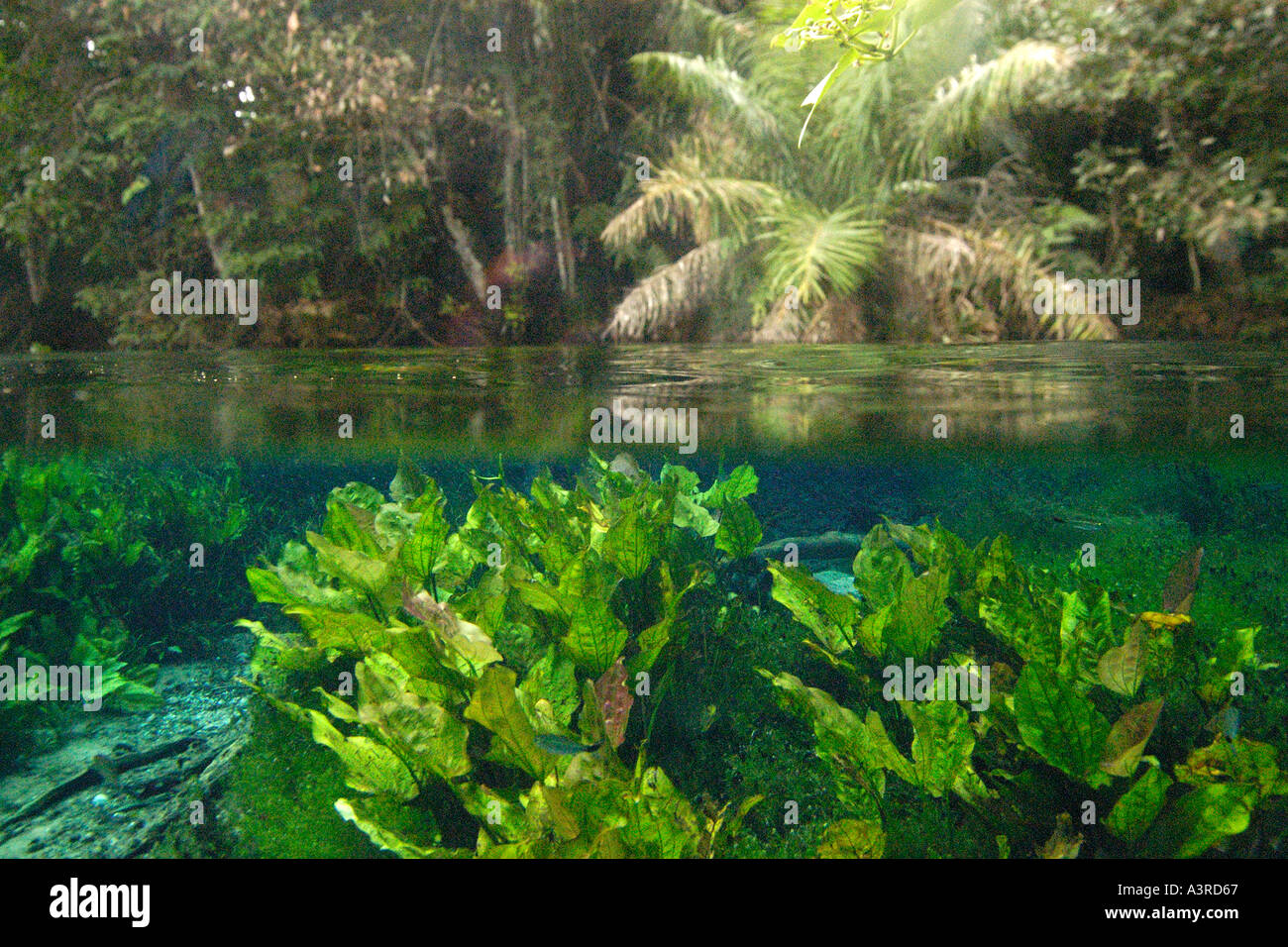 Freshwater plants and river side trees in national freshwater spring ...
