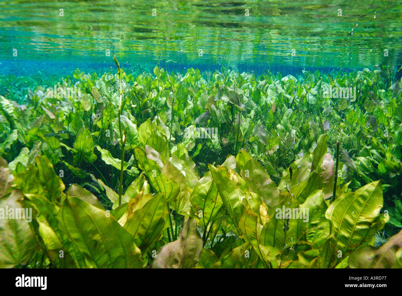 Freshwater plants in national freshwater spring preserve Aquario ...