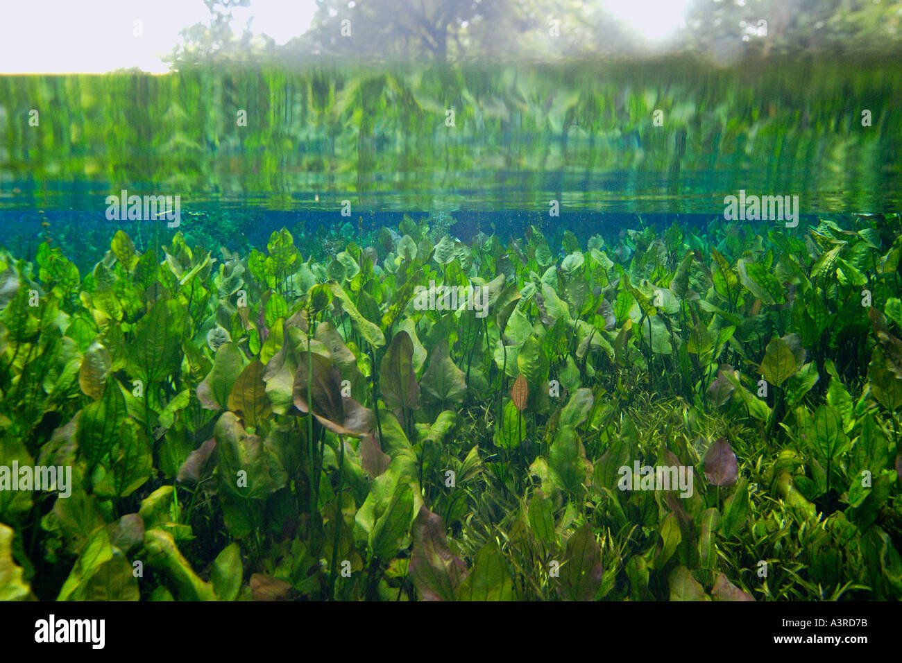 Freshwater plants in national freshwater spring preserve Aquario ...