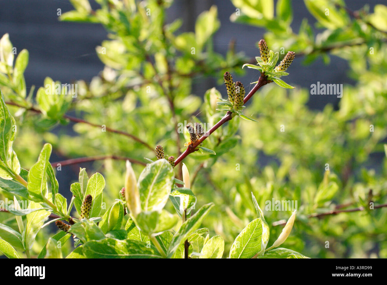 Japanese willow hi-res stock photography and images - Alamy