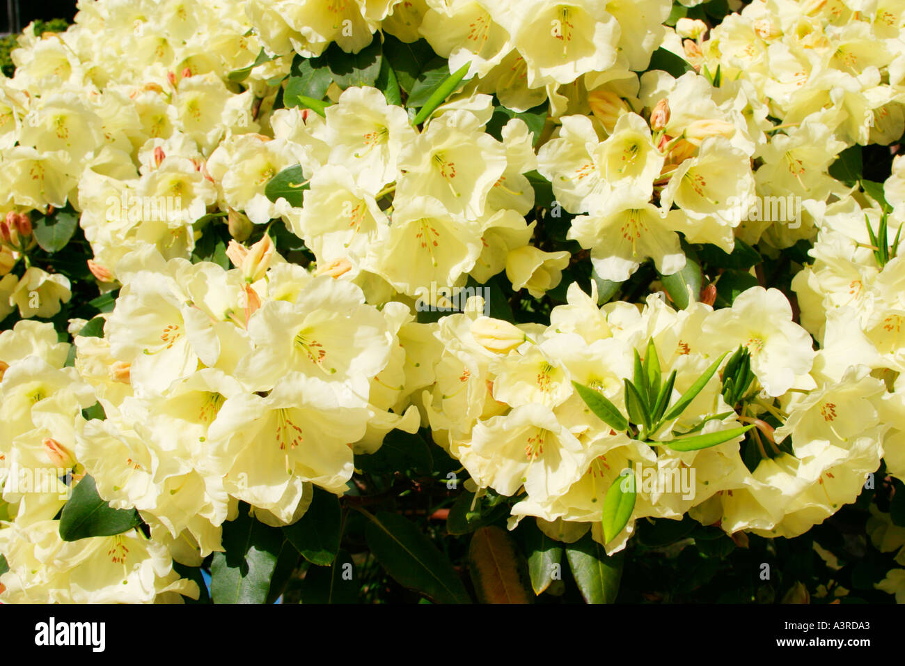 Pale yellow azalea hi-res stock photography and images - Alamy