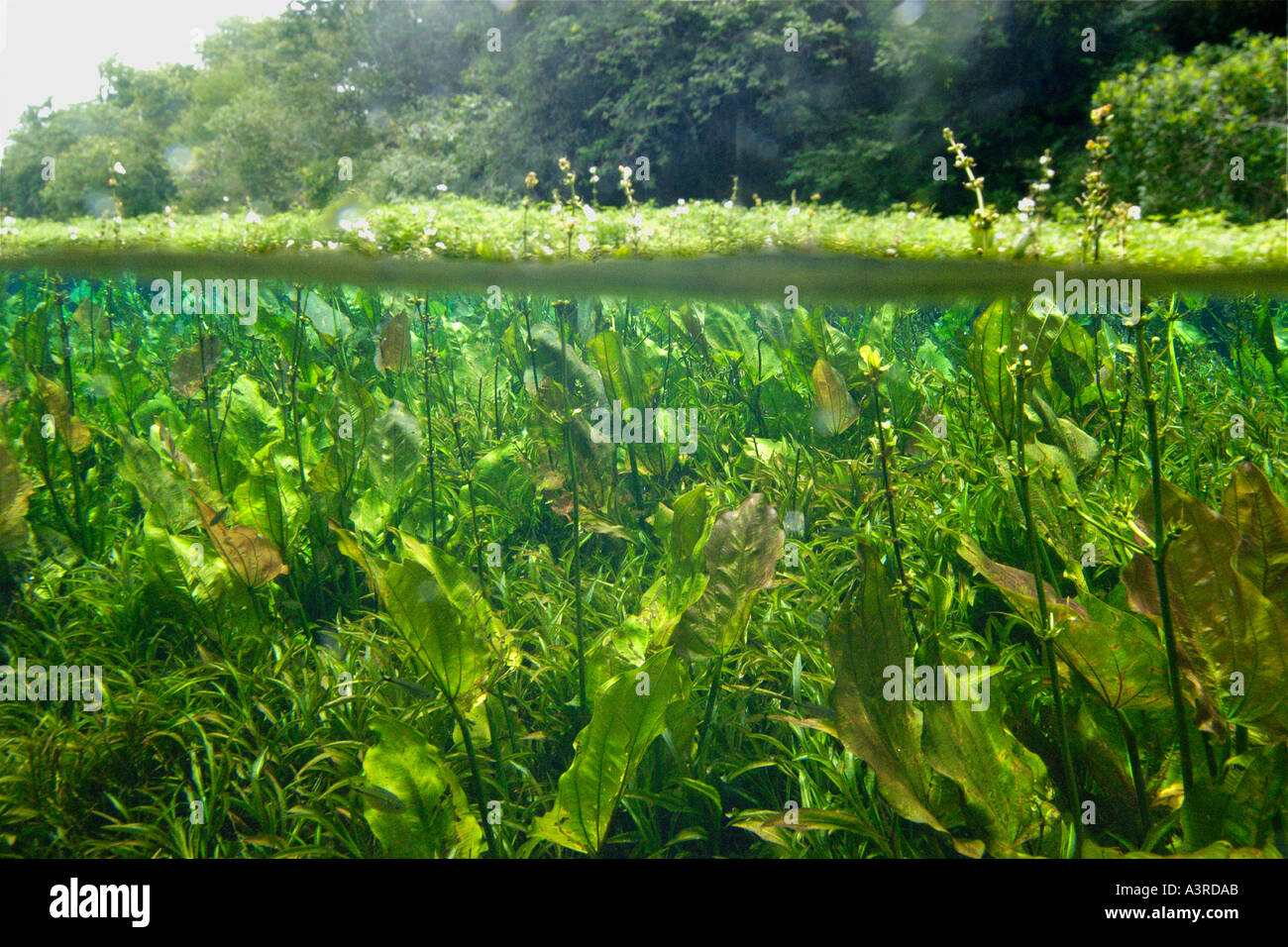 Freshwater plants flowers and river side trees in national freshwater ...