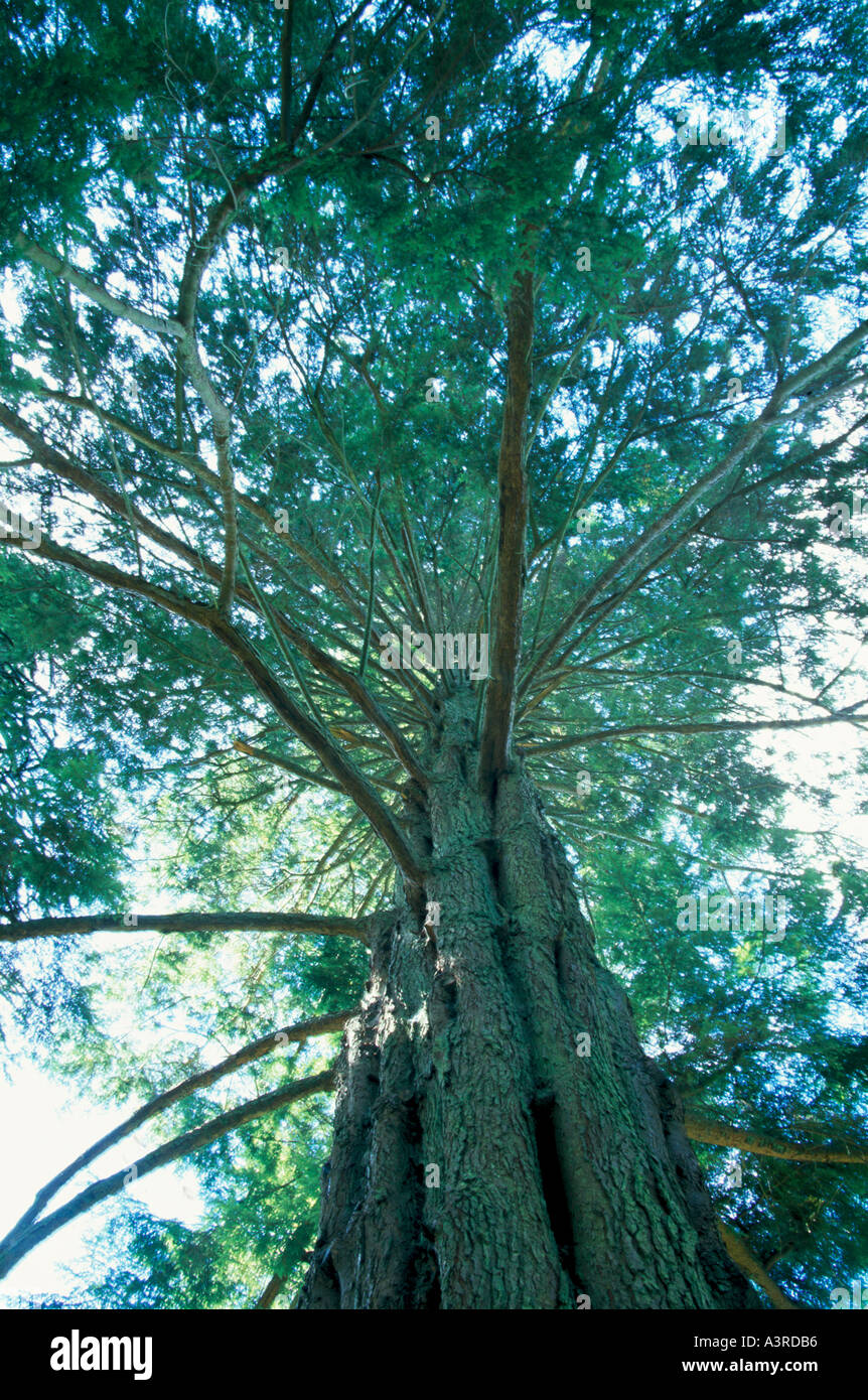 Giant Fir Tree, Ardkinglas Woodland Garden, Argyle, Scotland Stock ...