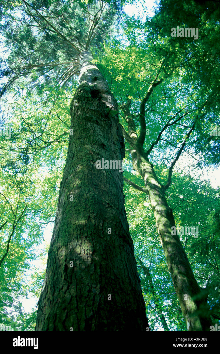 Giant Fir Tree, Ardkinglas Woodland Garden, Argyle, Scotland Stock ...