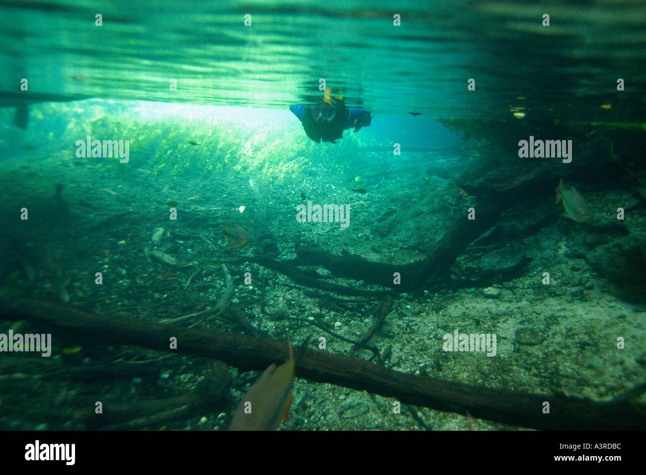 Snorkeler flows down river in natural freshwater spring preserve ...