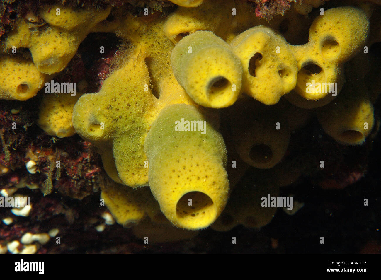 Haliclona sp hi-res stock photography and images - Alamy