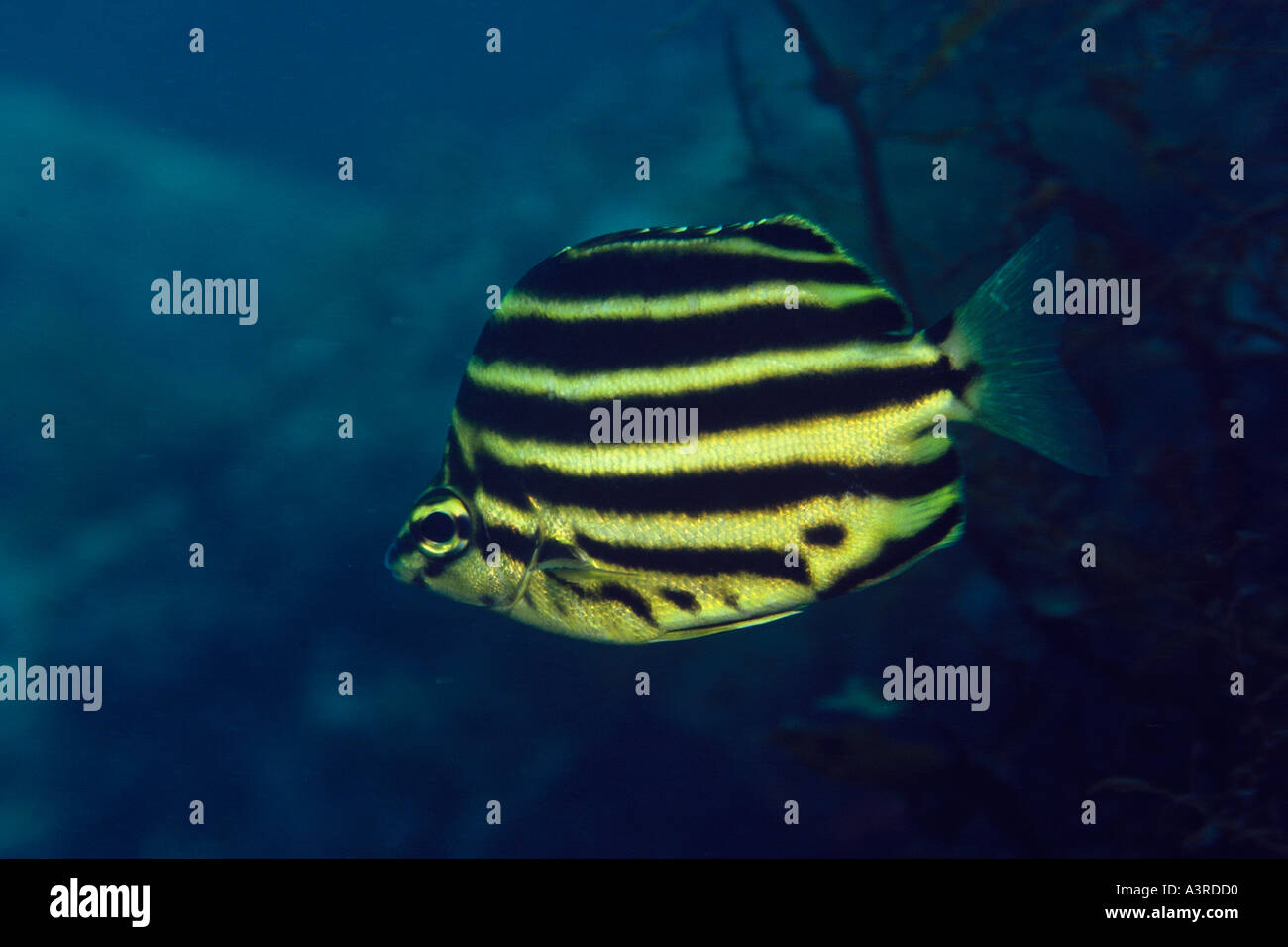Microcanthus strigatus hi-res stock photography and images - Alamy