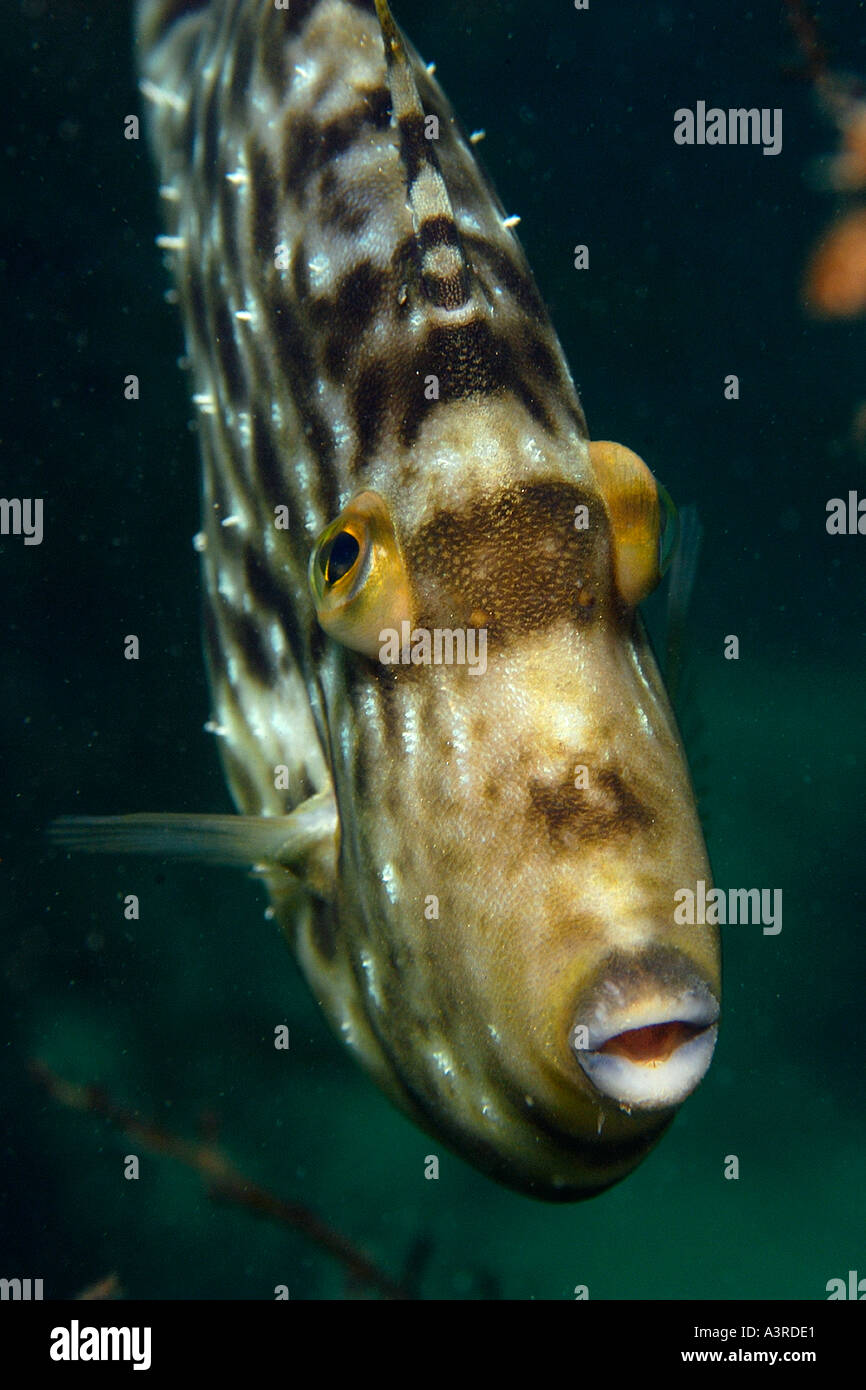 Thread sail filefish Stephanolepis cirrhifer Seopsom island Jeju Do ...