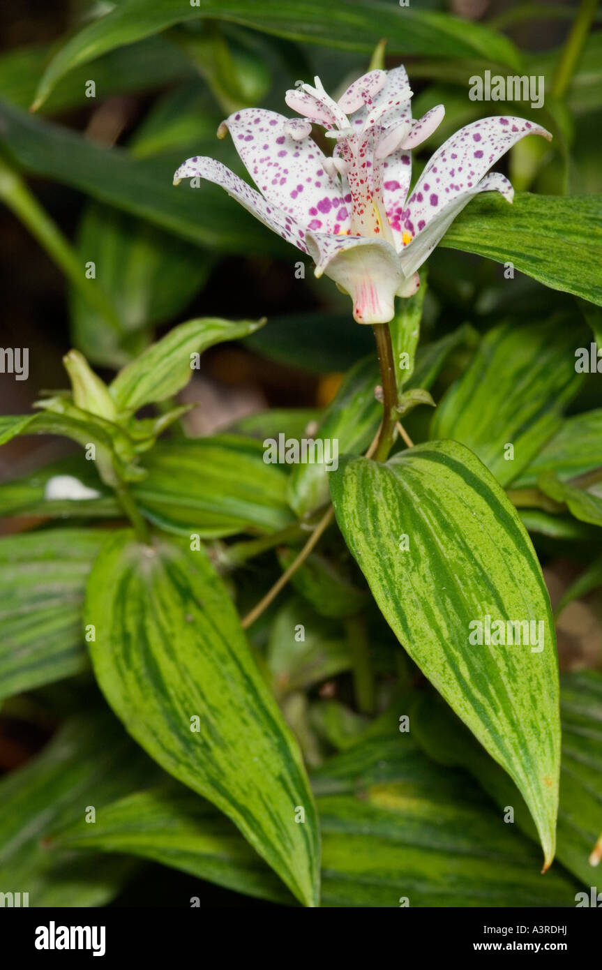 Closeup of a toad lily flower Tricyrtis latifoliagarden Stock Photo - Alamy