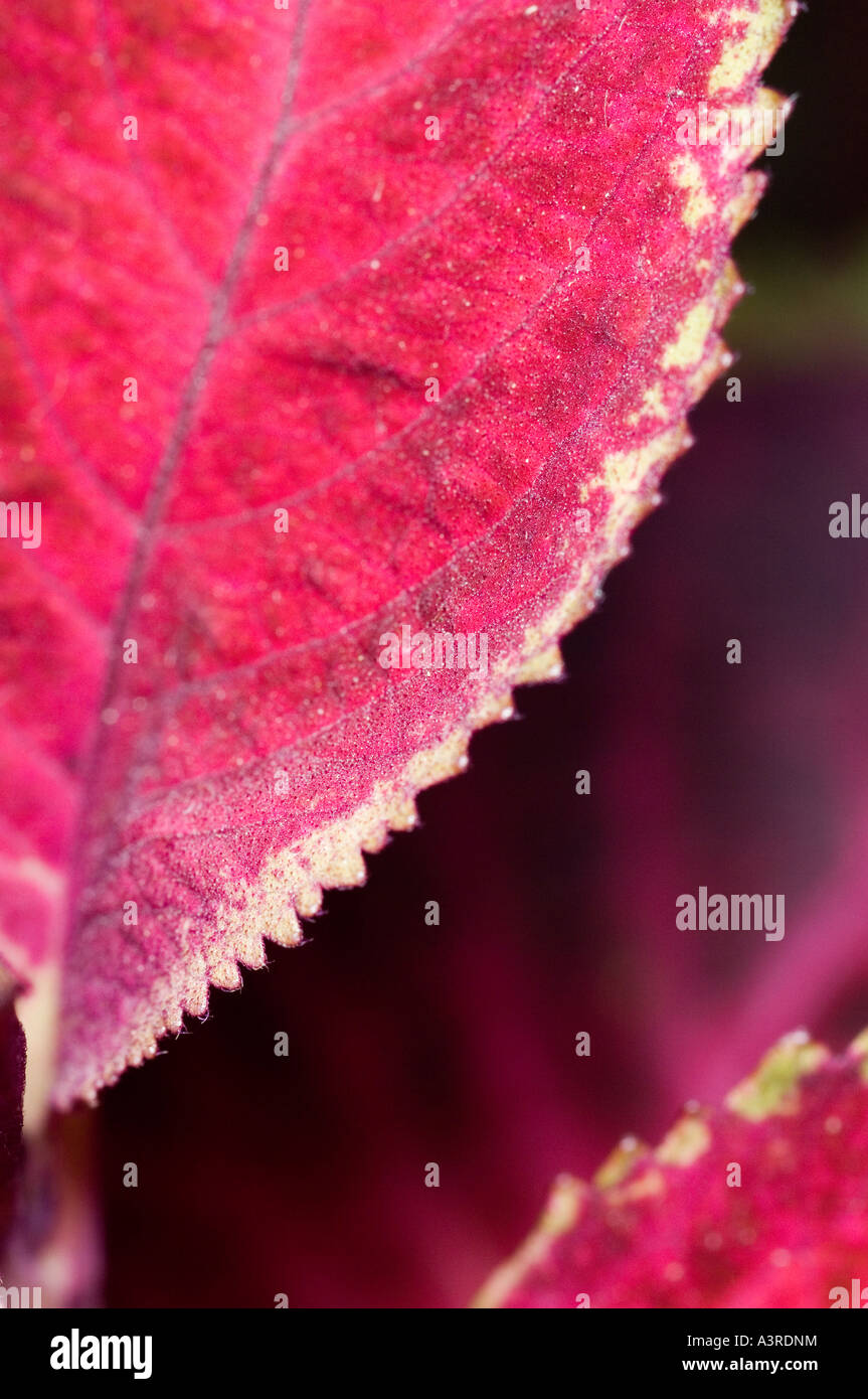 Close up photograph of a red coleus leaf Stock Photo - Alamy