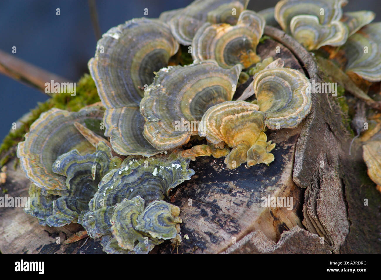Colourful Bracket Fungi growing on dead branch. UK Stock Photo - Alamy