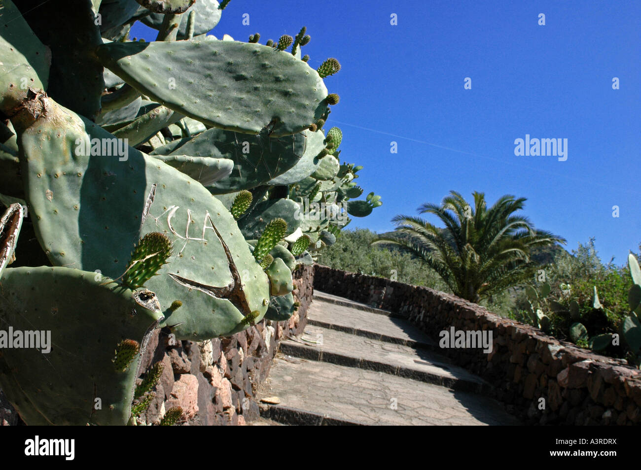 Mediterranean flora Sardinia Italy Stock Photo - Alamy