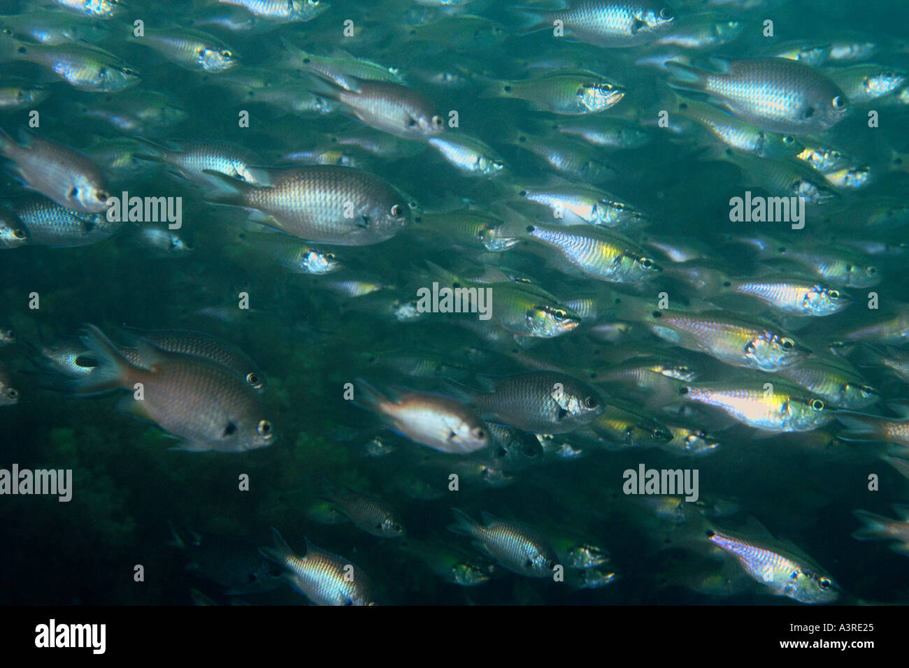 Pearl spot fish hi-res stock photography and images - Alamy