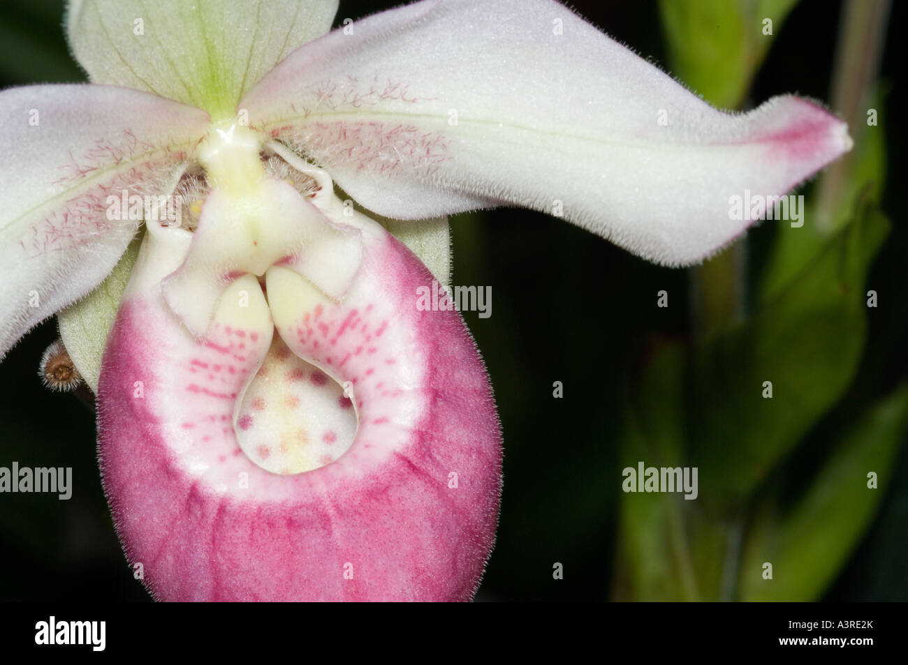 Lady slippers plant hi-res stock photography and images - Alamy