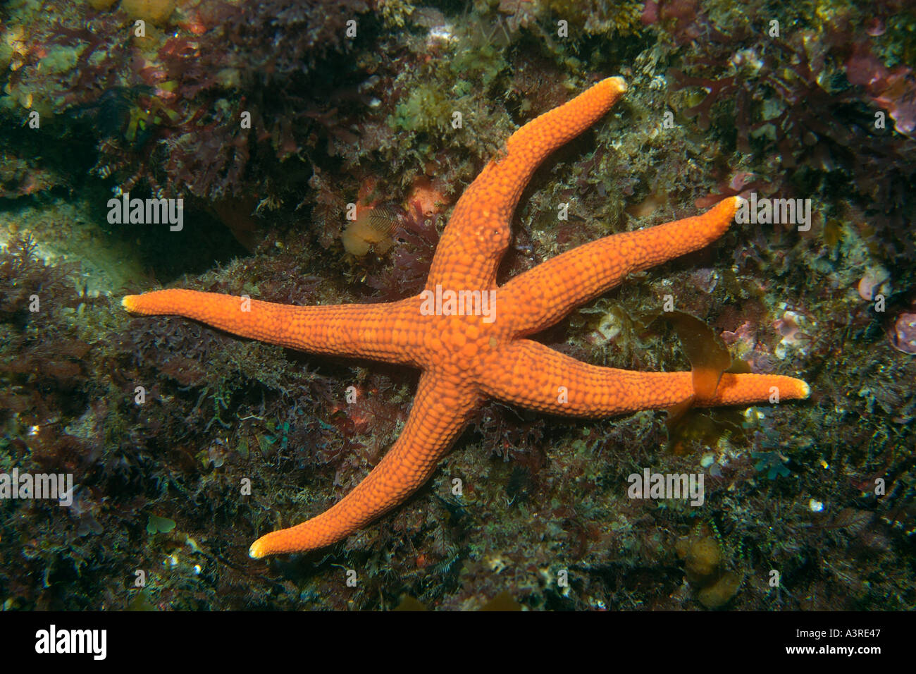 Sea star Certonardoa semiregularis Seopsom island Jeju Do South Korea ...