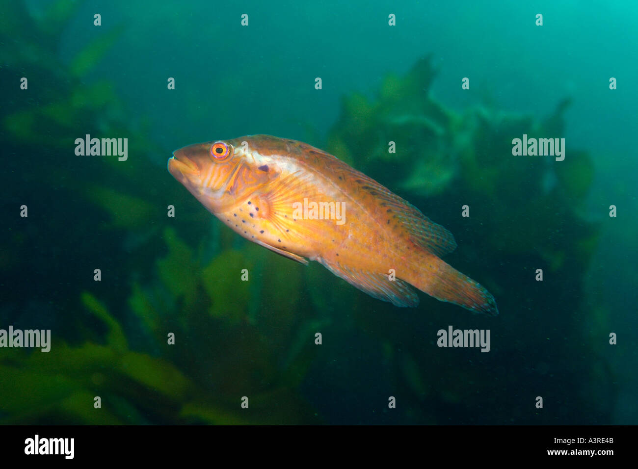 Cocktail wrasse hi-res stock photography and images - Alamy