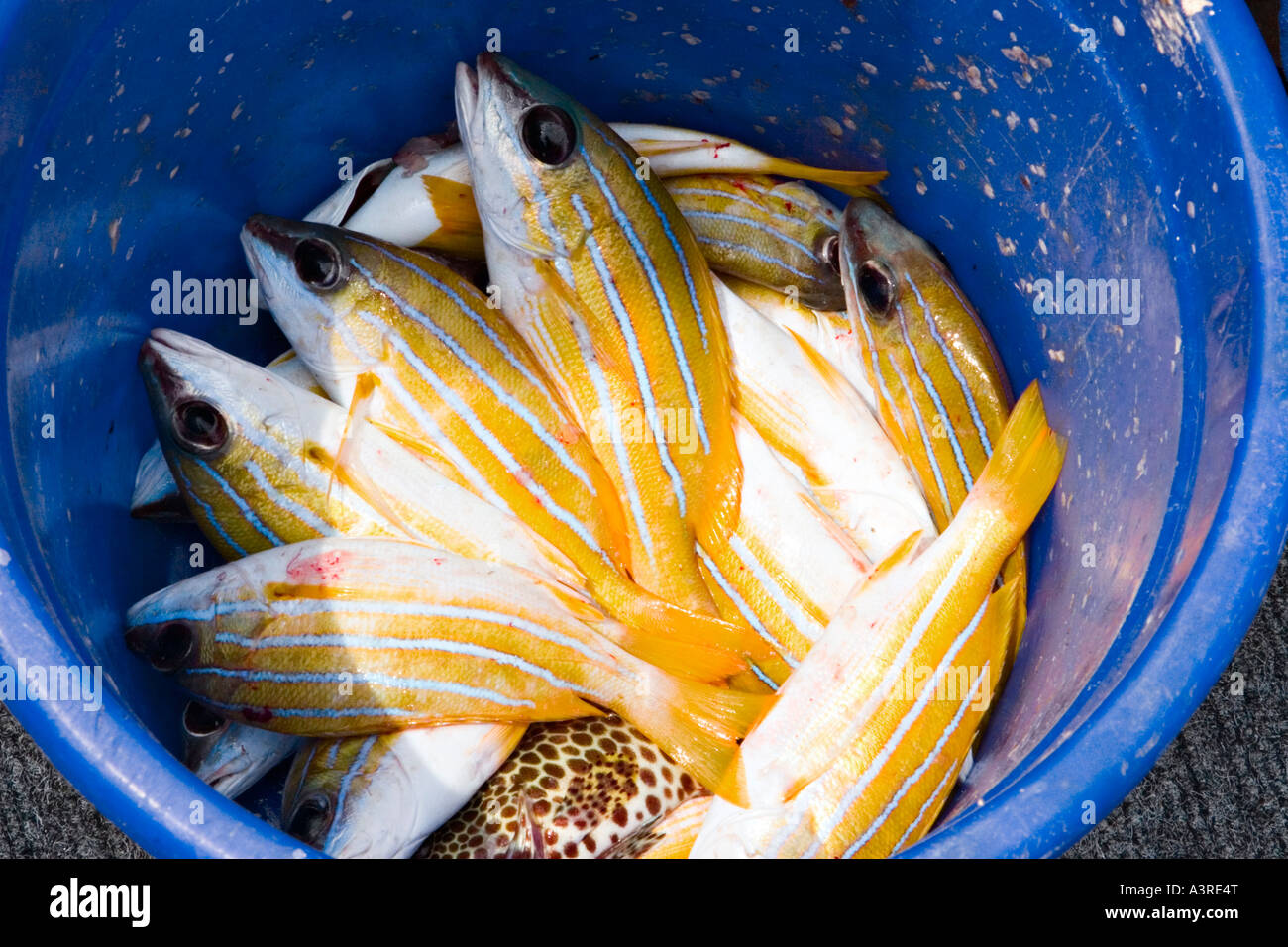 Blue-striped snapper (lutjanus kasmira), Sulawesi, Indonesia, Asia ...