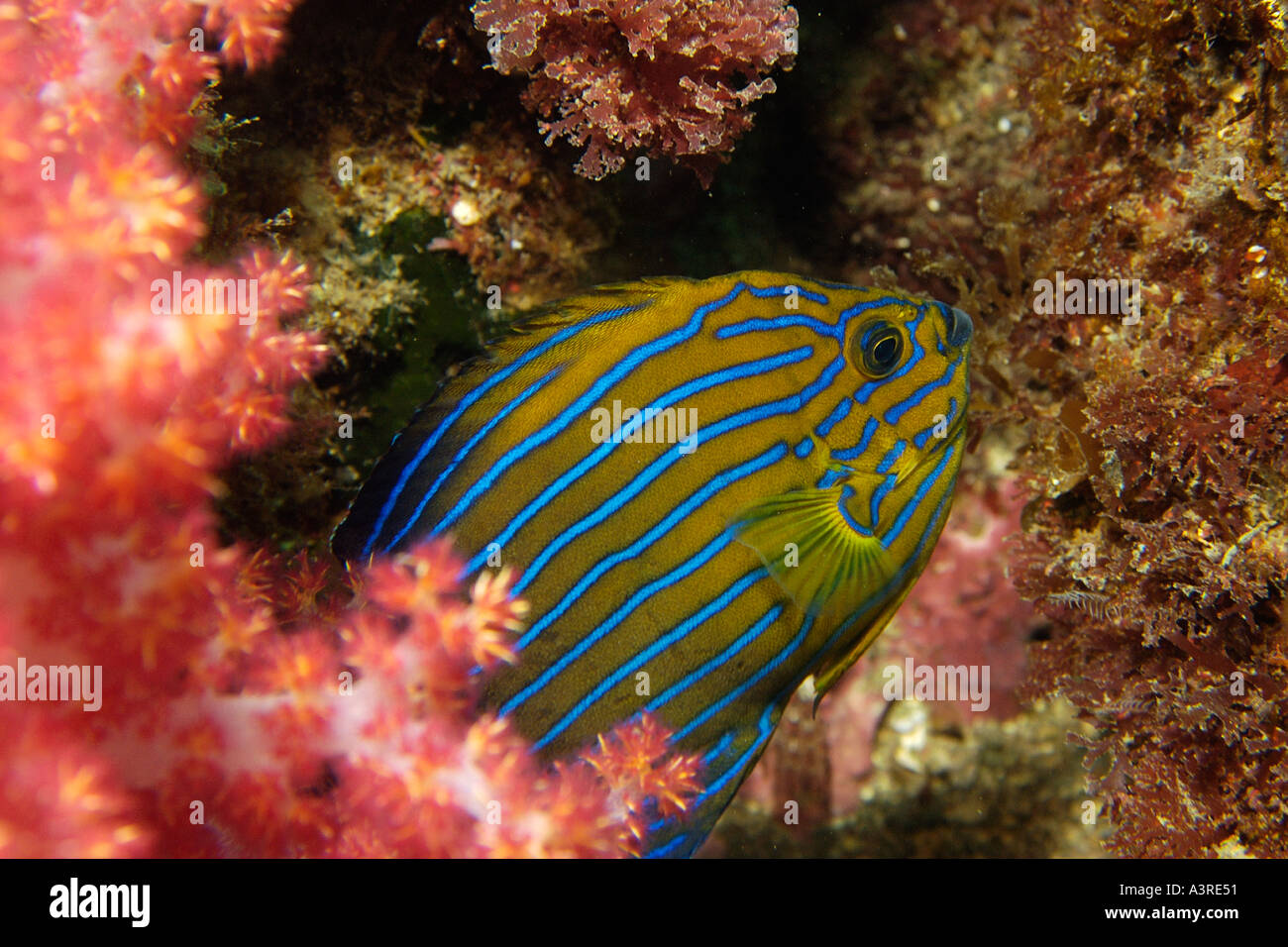 Bluestriped angelfish Chaetodontoplus septentrionalis Munsom island ...