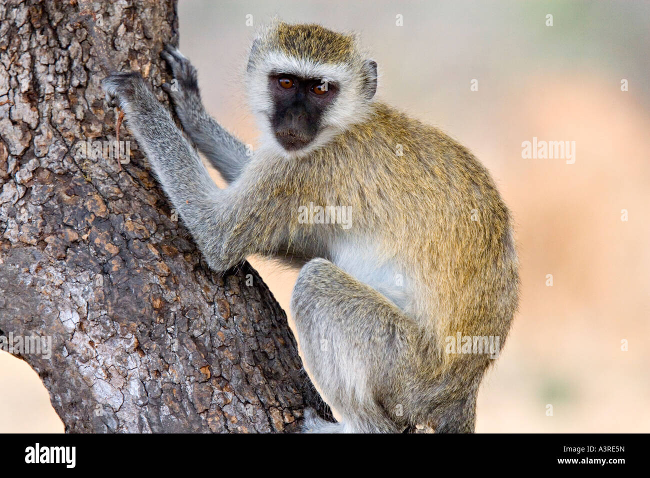 Vervet Monkey (Cercopithecus Pygerythrus) in Katavi National Park ...