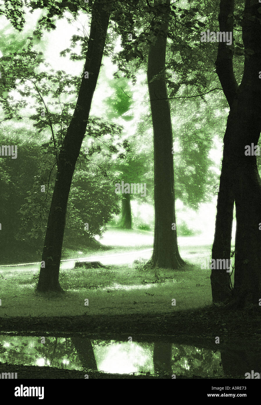Ancient forest scene Stock Photo - Alamy