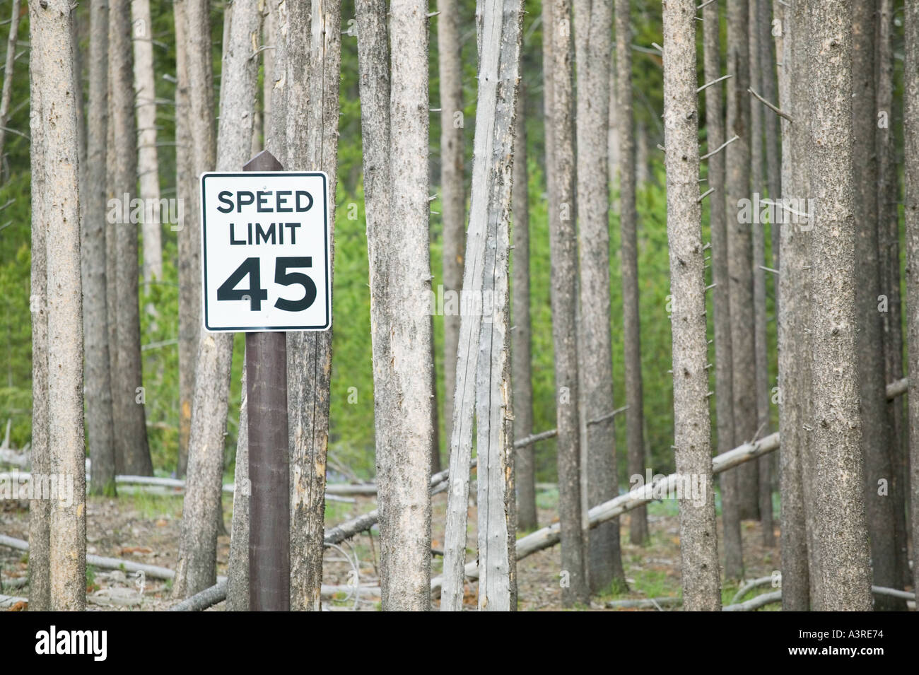 Speed limit traffic sign in front of stand of trees in forest ...