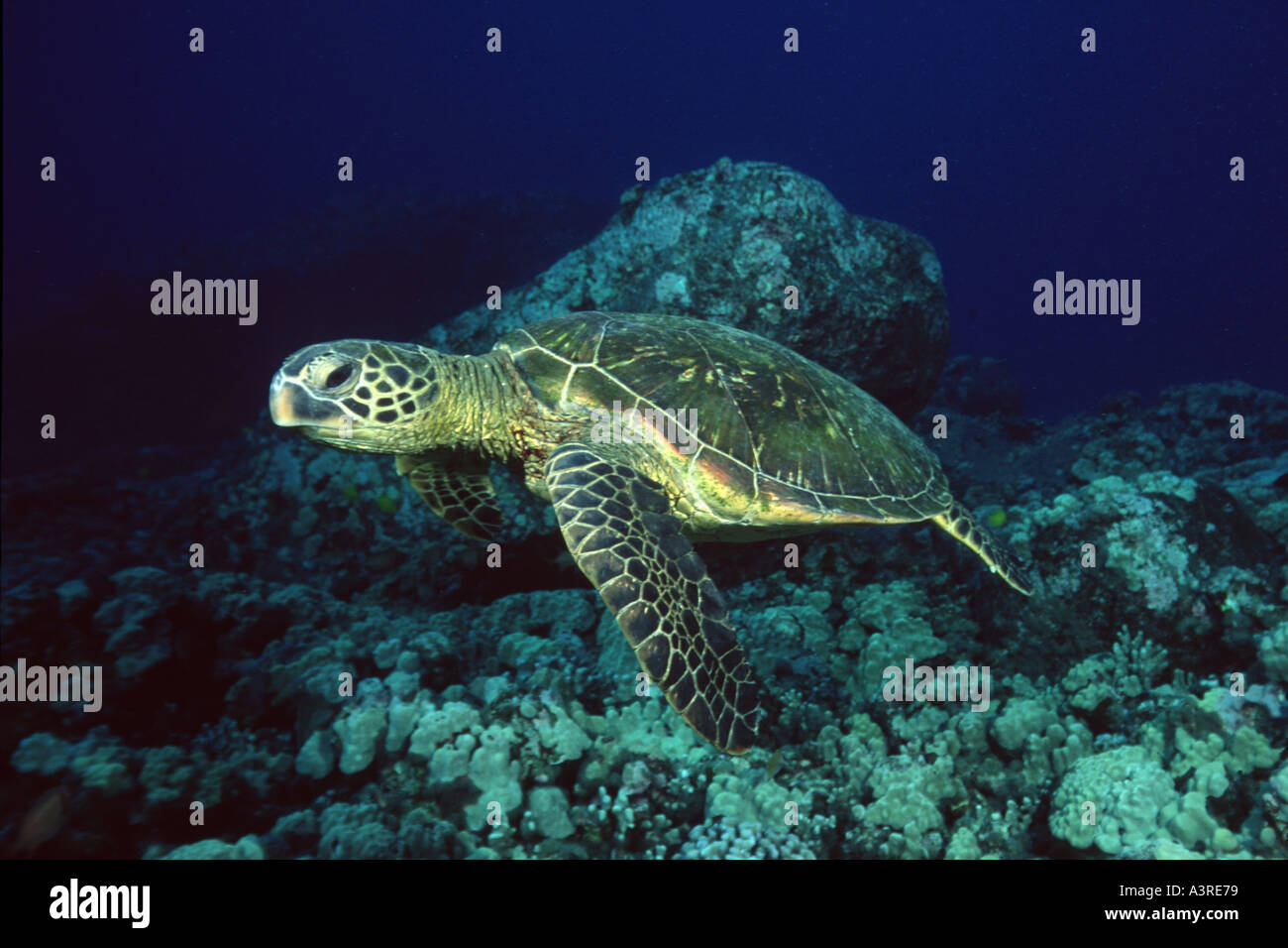 Green sea turtle resting on reef Chelonia mydas Kailua Kona Hawaii N ...