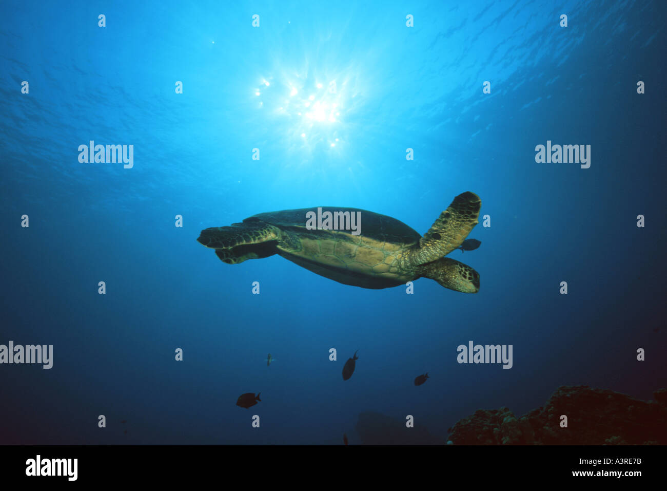 Fish dive ballet hi-res stock photography and images - Alamy