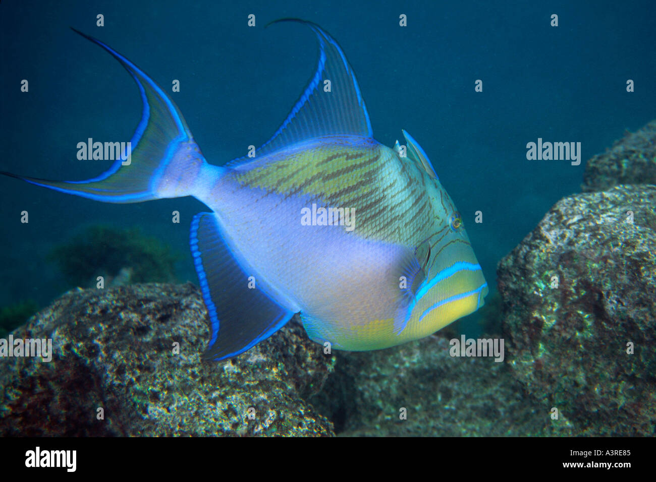 Queen triggerfish Balistes vetula Abrolhos National Marine Sanctuary ...