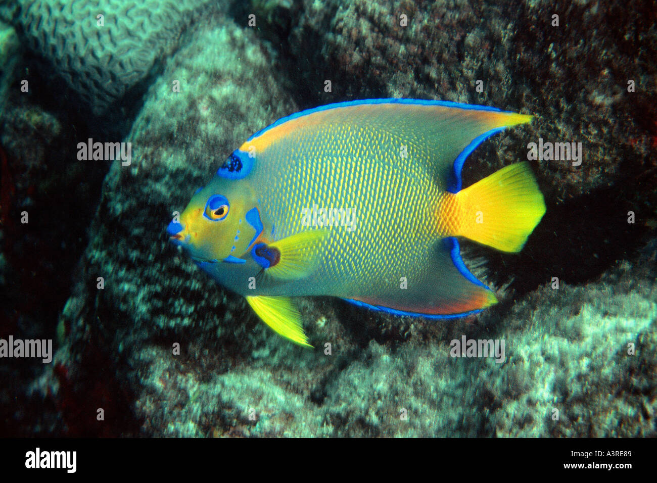 Queen angelfish Holacanthus ciliaris Abrolhos National Marine Sanctuary ...