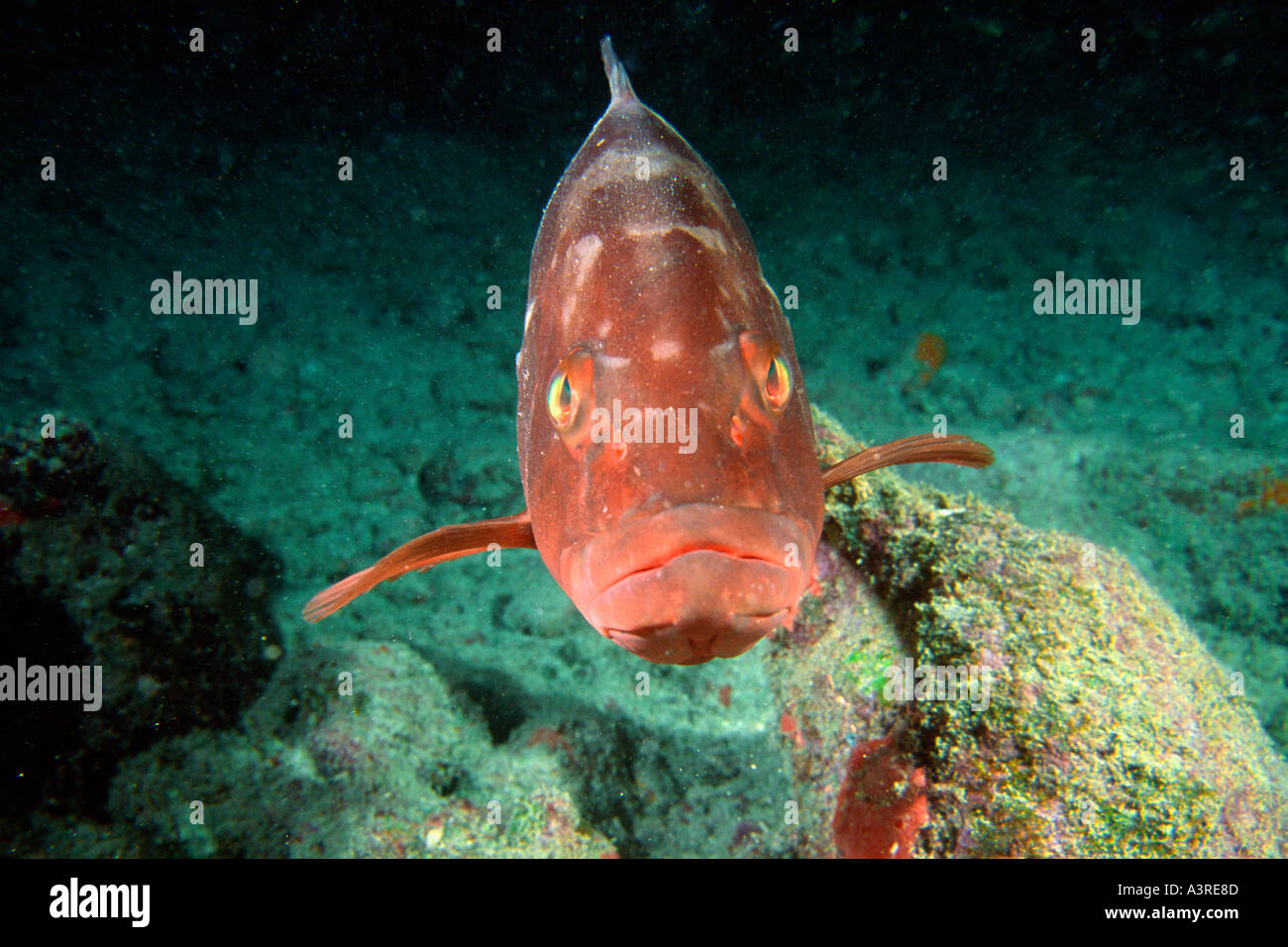 Red grouper Epinephelus morio Abrolhos National Marine Sanctuary Brazil ...