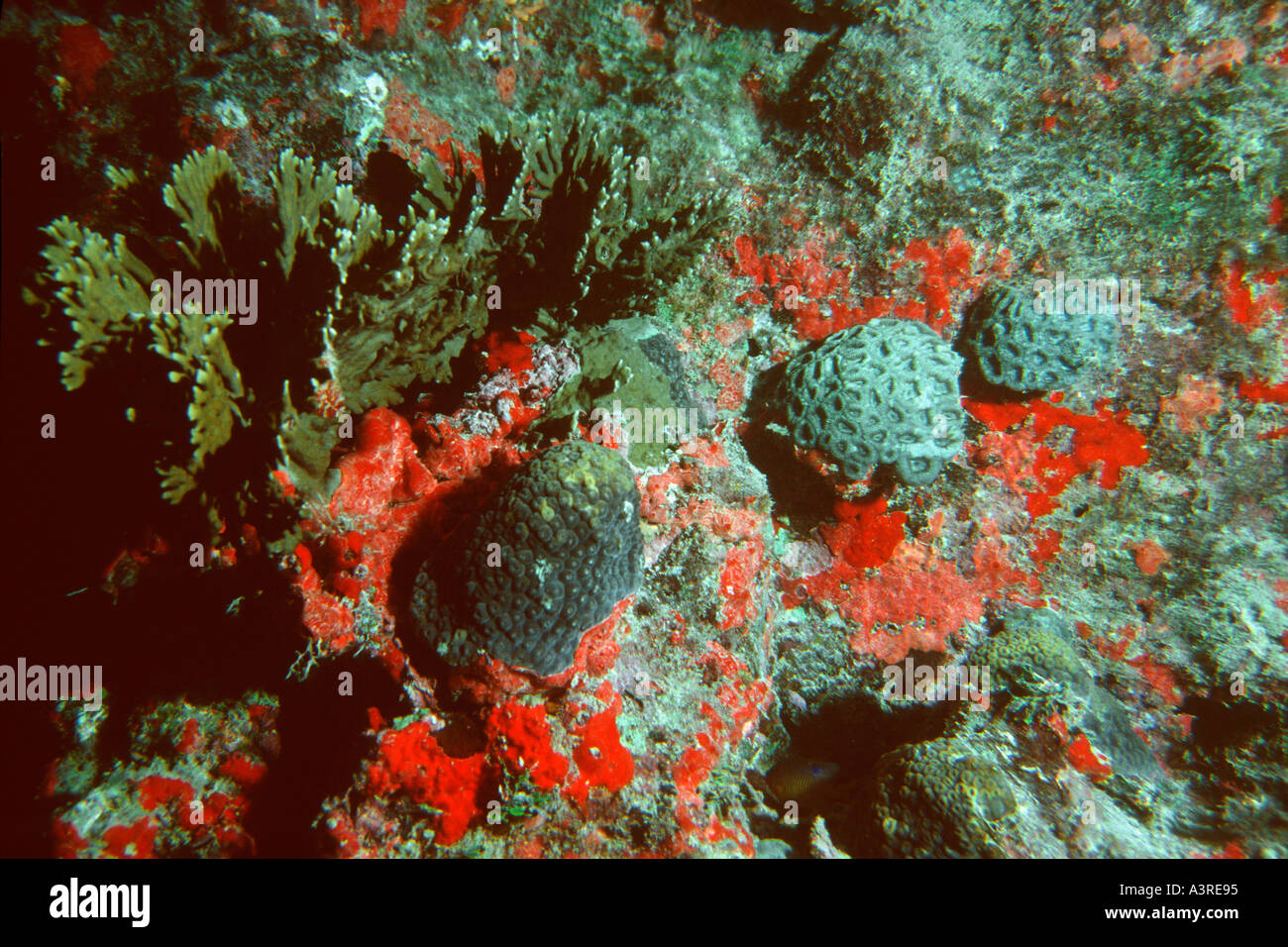 Corals and sponges Abrolhos National Marine Sanctuary Brazil South ...