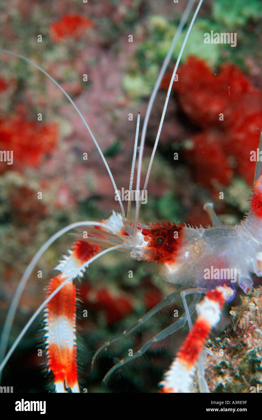Coral banded shrimp at night Stenopus hispidus Abrolhos National Marine ...