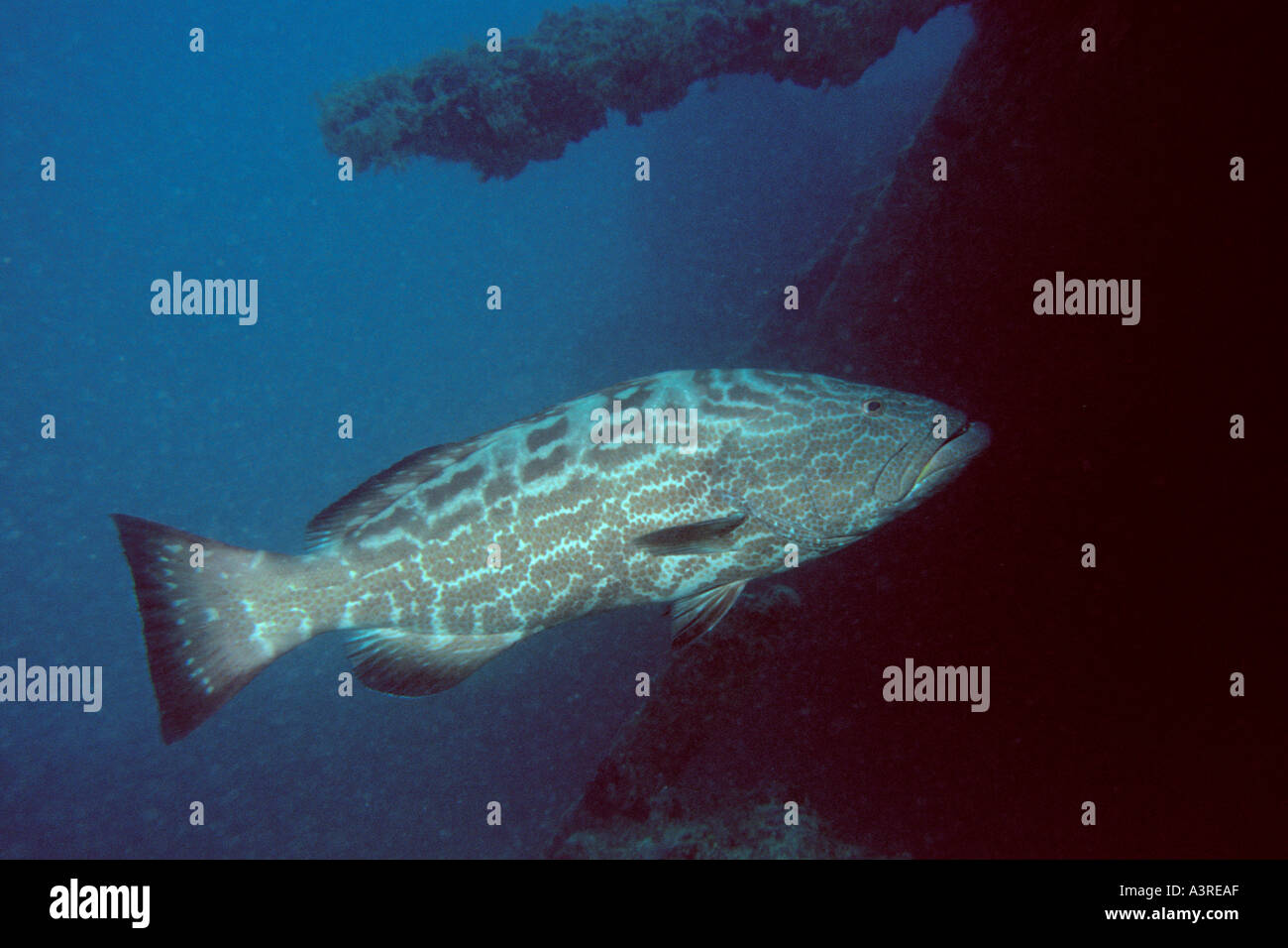 Black grouper Mycteroperca bonaci Abrolhos National Marine Sanctuary ...