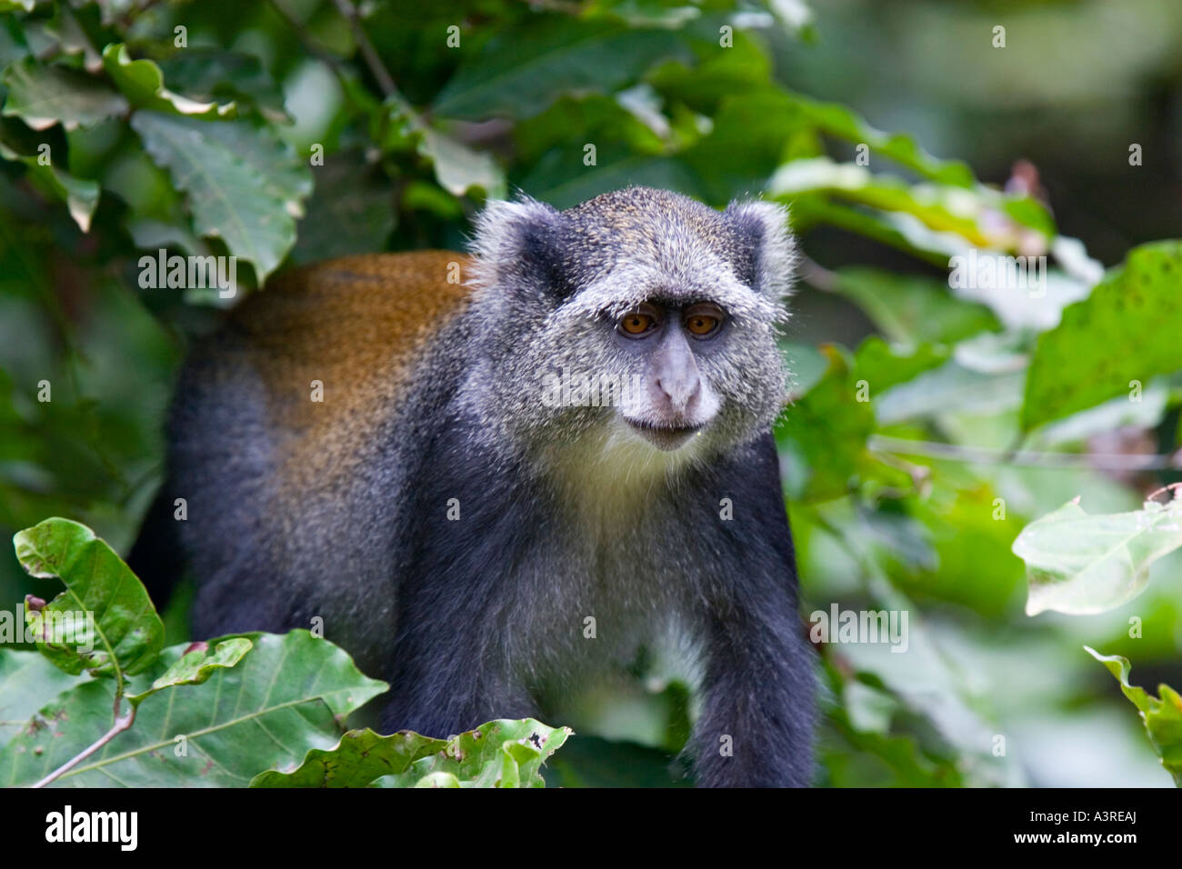 Moloney's Monkey (Cercopithecus Mitis Moloney), a variety of Blue ...