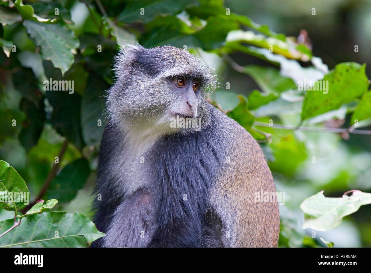 Blue Monkeys In Africa