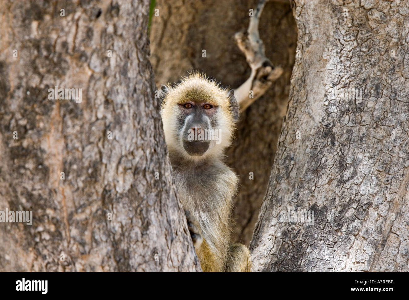 Yellow baboon (papio cynocephalus) in Ruaha National Park, Tanzania ...