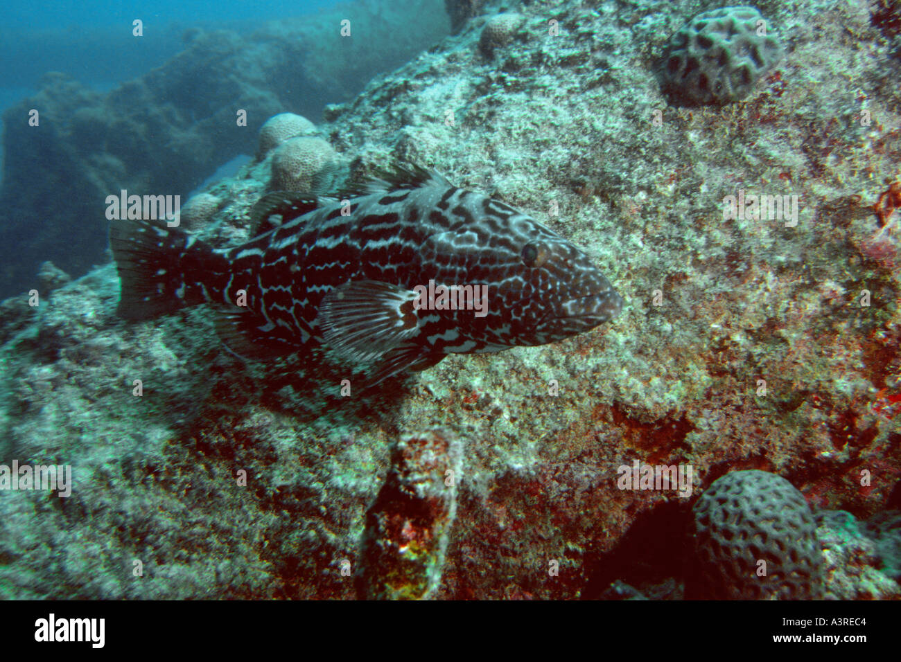 Black grouper Mycteroperca bonaci Abrolhos National Marine Sanctuary ...