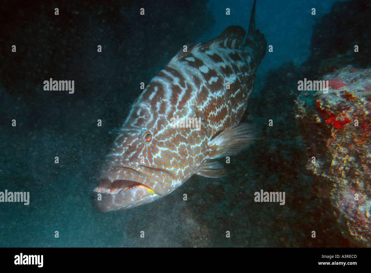 Black grouper Mycteroperca bonaci Rosalina shipwreck Abrolhos National ...