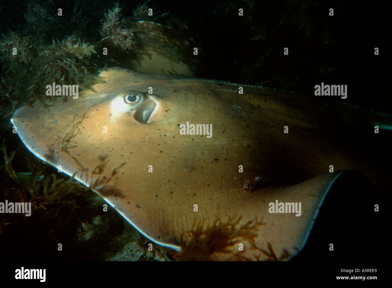 Dasyatis americana flat hi-res stock photography and images - Alamy