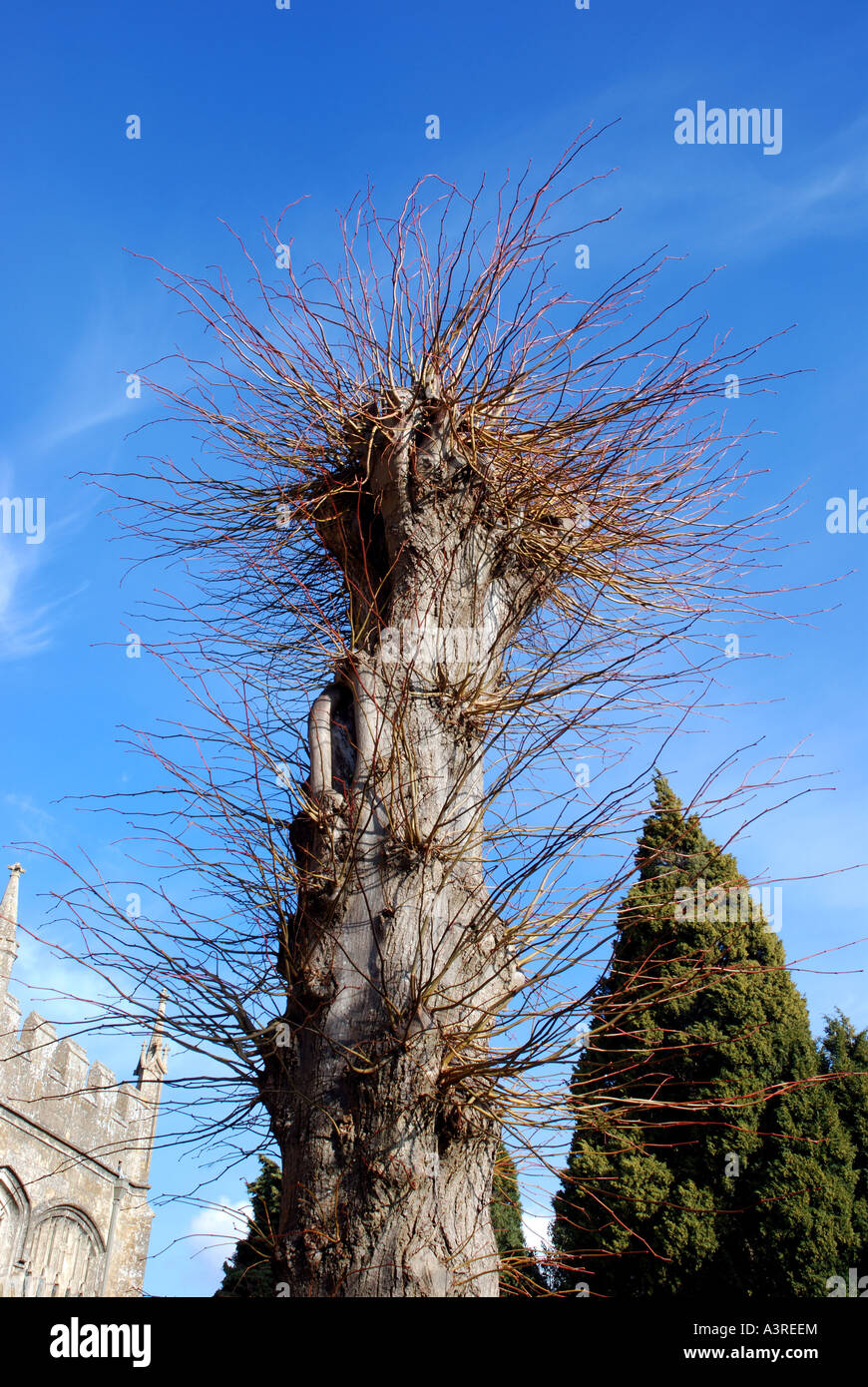 Pollarded lime tree churchyard hi-res stock photography and images - Alamy