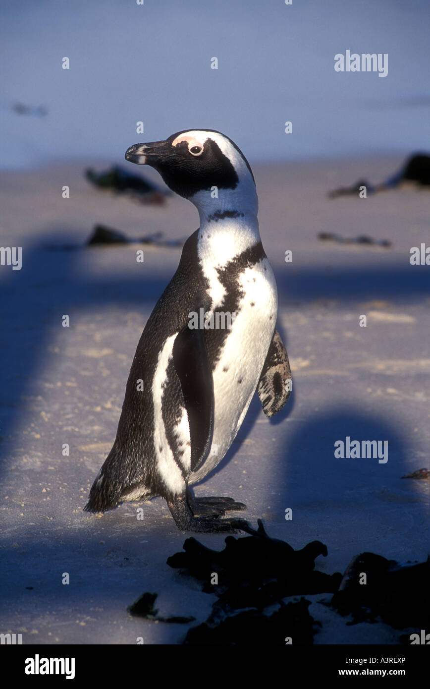 Penguin on beach looking backwards Stock Photo - Alamy