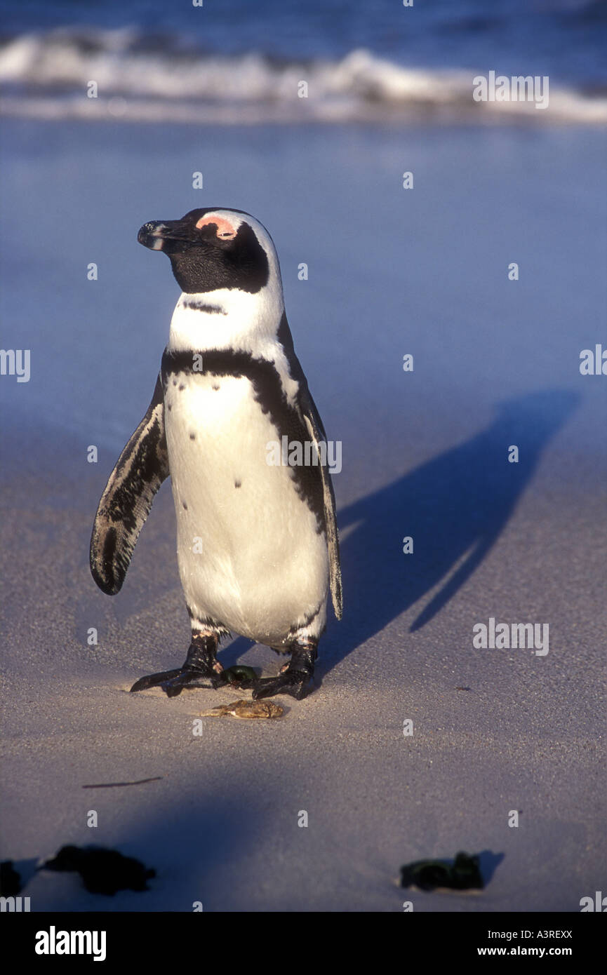 Penguin basking in sunlight on beach Stock Photo - Alamy