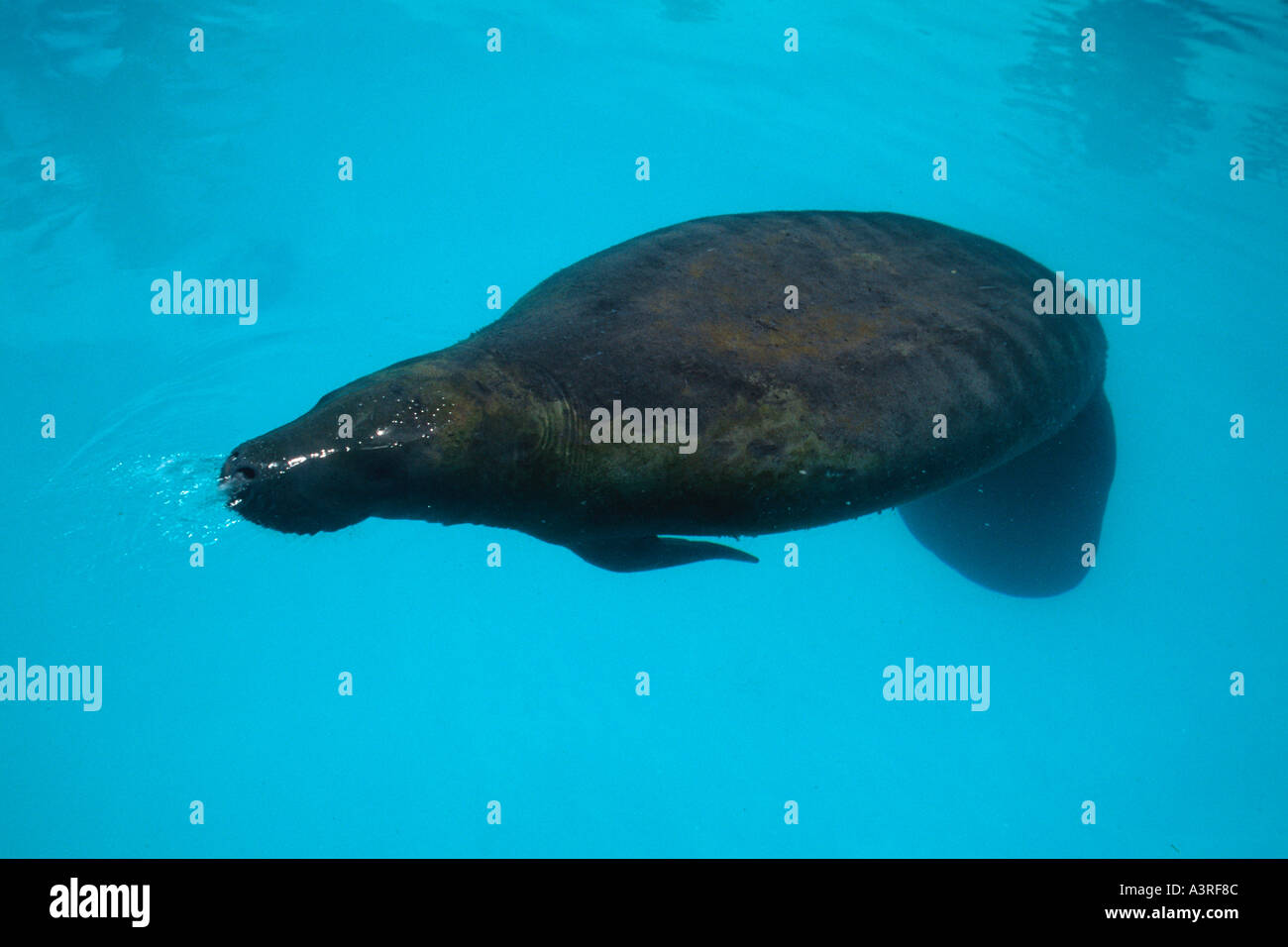 West Indian Manatee Trichecus manatus manatus Manatee conservation and ...