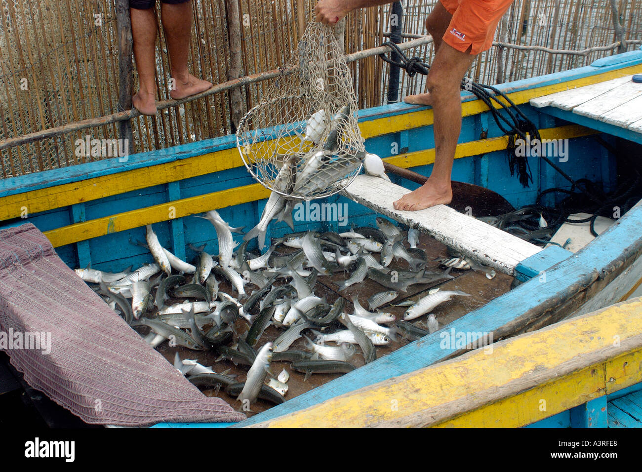 Capturing fish with a net in a wood trap at Cananeia Sao Paulo Brazil ...