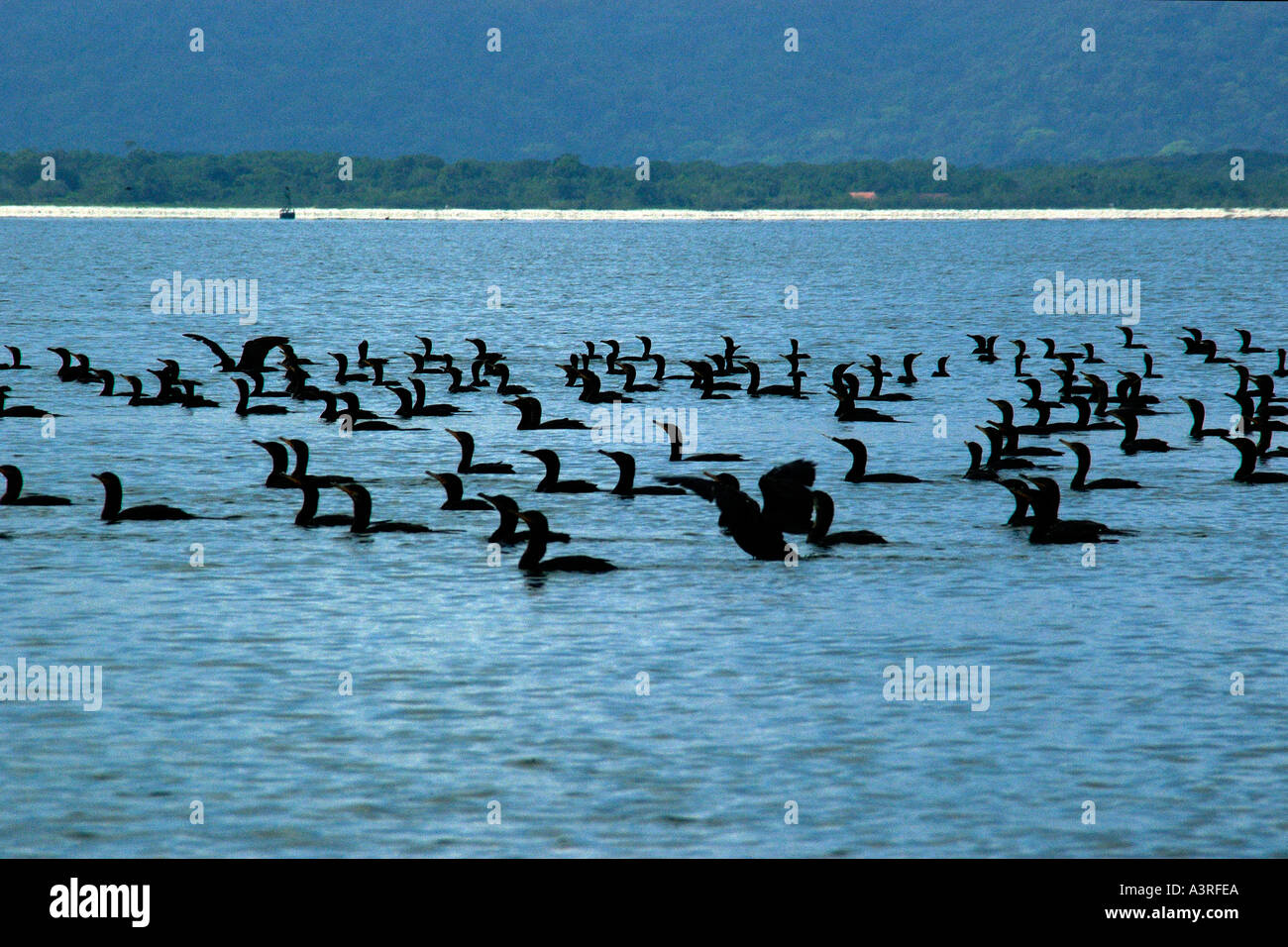 Sea birds relaxing over water surface at Ilha do Cardoso Sao Paulo ...